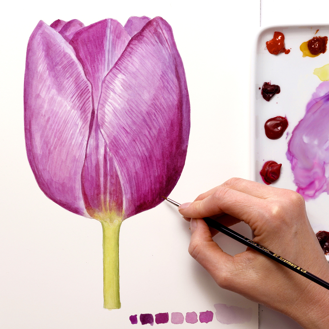 How to paint a realistic tulip in watercolour - Nature Studio