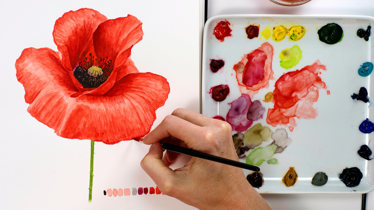 How to paint a red poppy in watercolour - Nature Studio