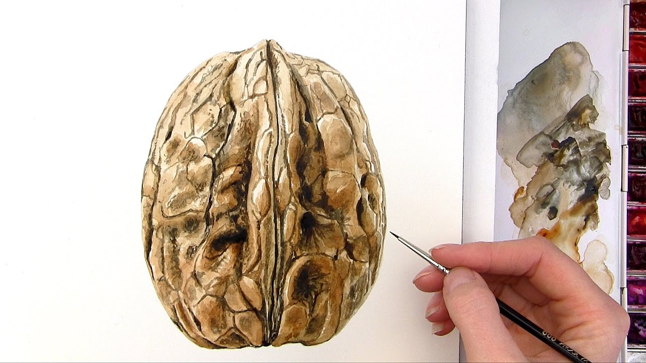 How to paint a detailed walnut - Nature Studio